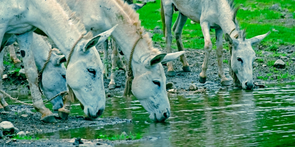 Linking Livestock Well-being and Water Quality - Olympian Water Testing ...