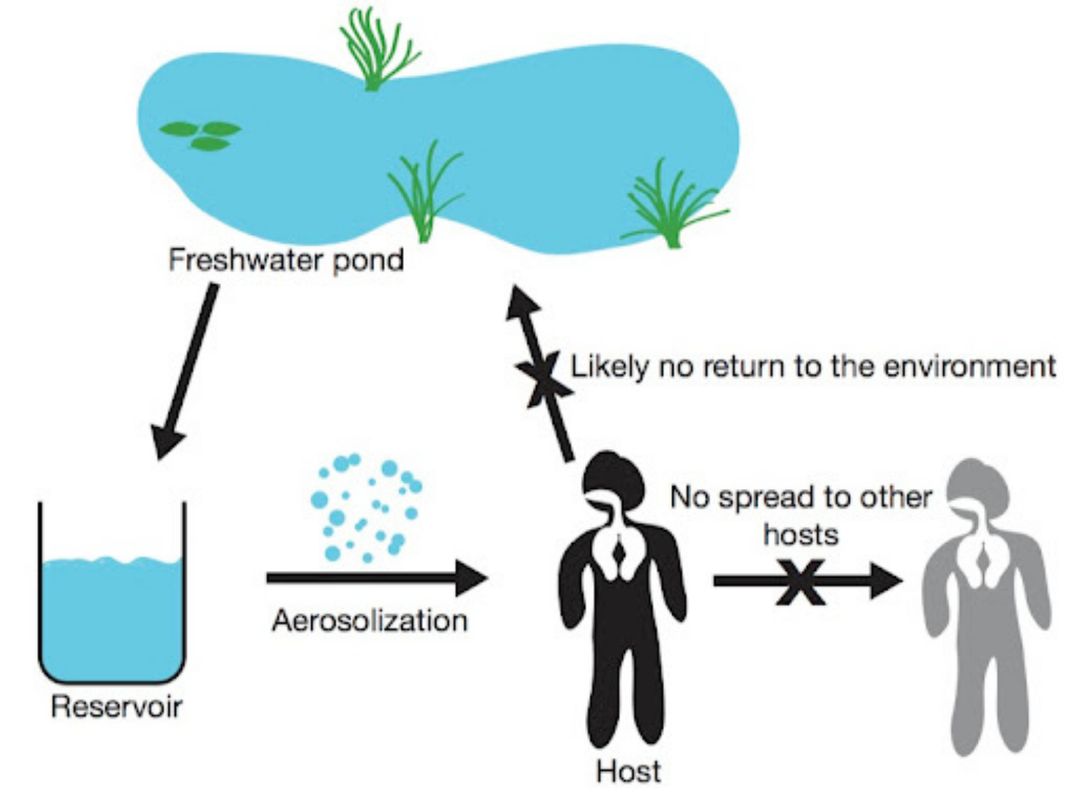 Legionella Bacteria in Drinking Water and System - Olympian Water ...