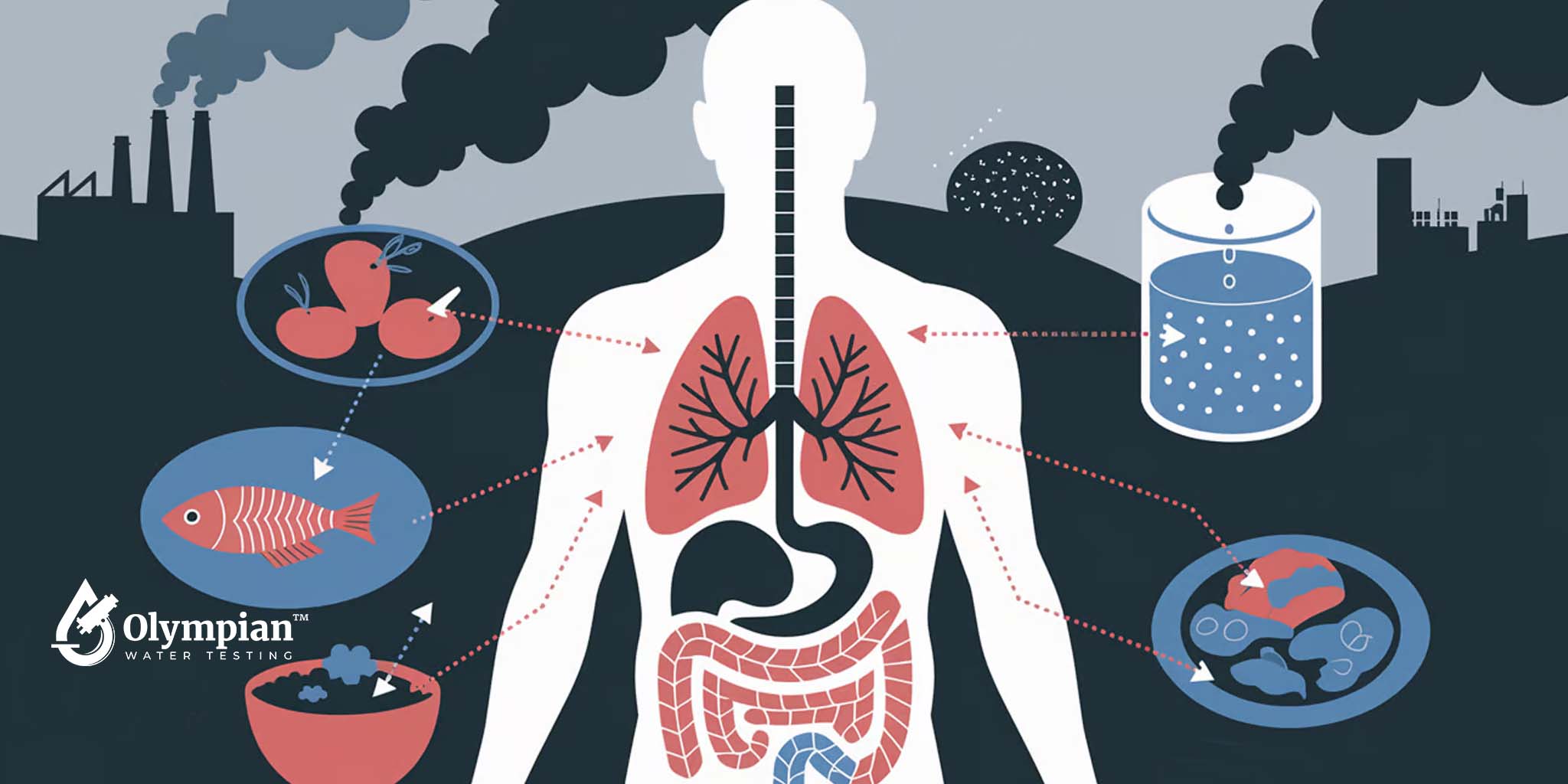 Understand Heavy Metal Exposure & Your Health - Olympian Water Testing, LLC