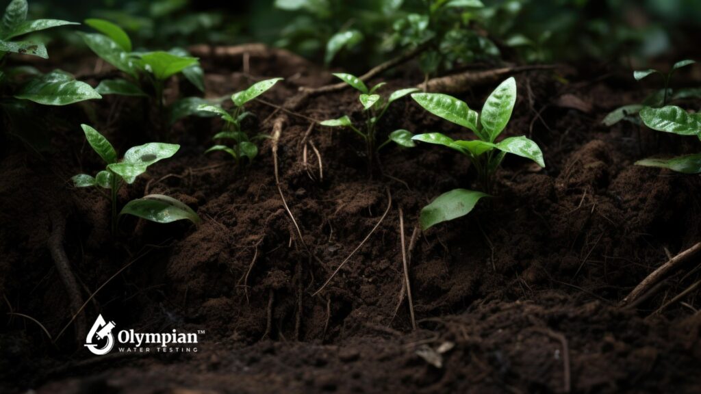 Is rusty water bad for plants? - Olympian Water Testing, LLC
