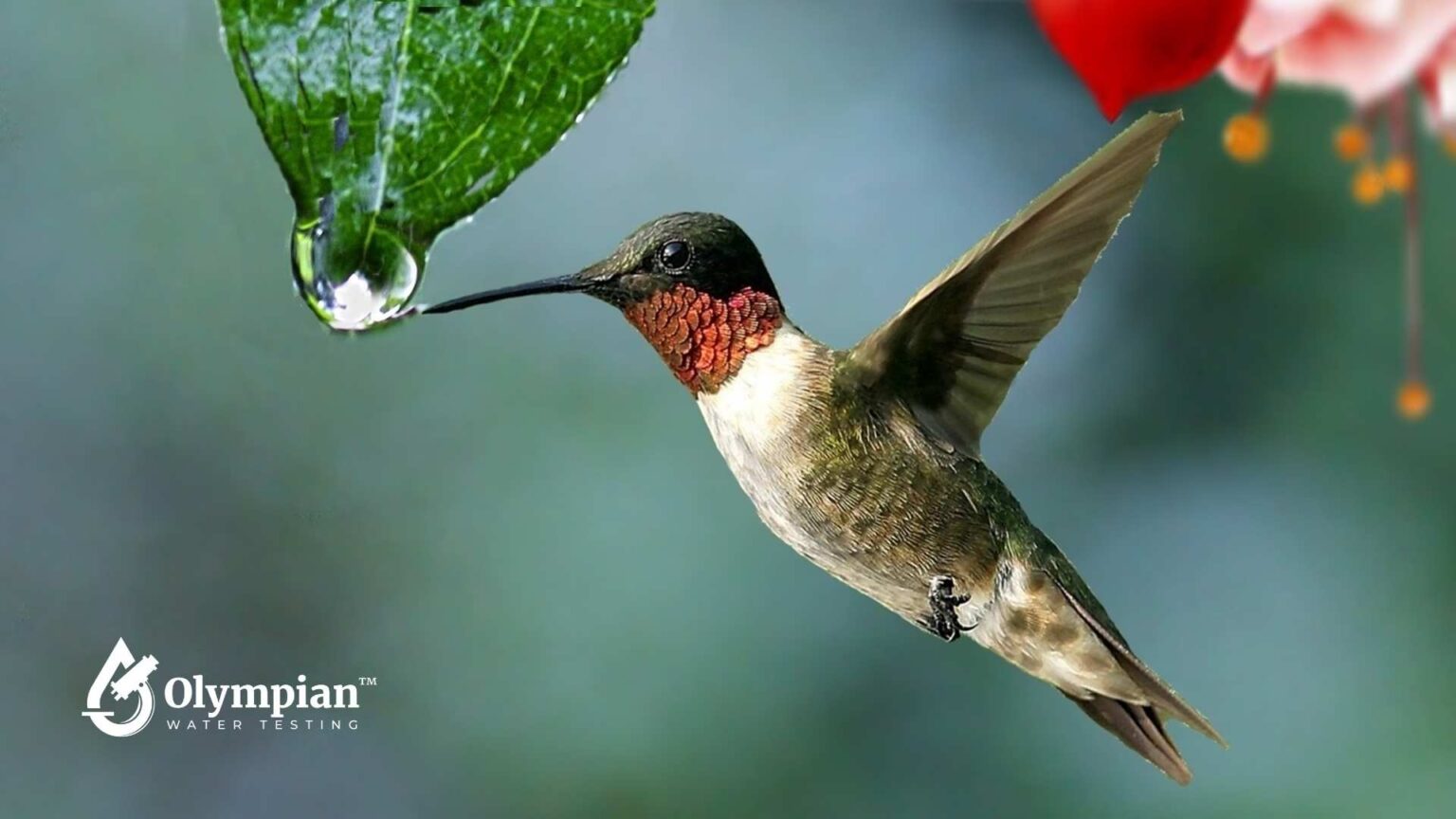Understanding Bird Hydration Needs and Sources - Olympian Water Testing ...
