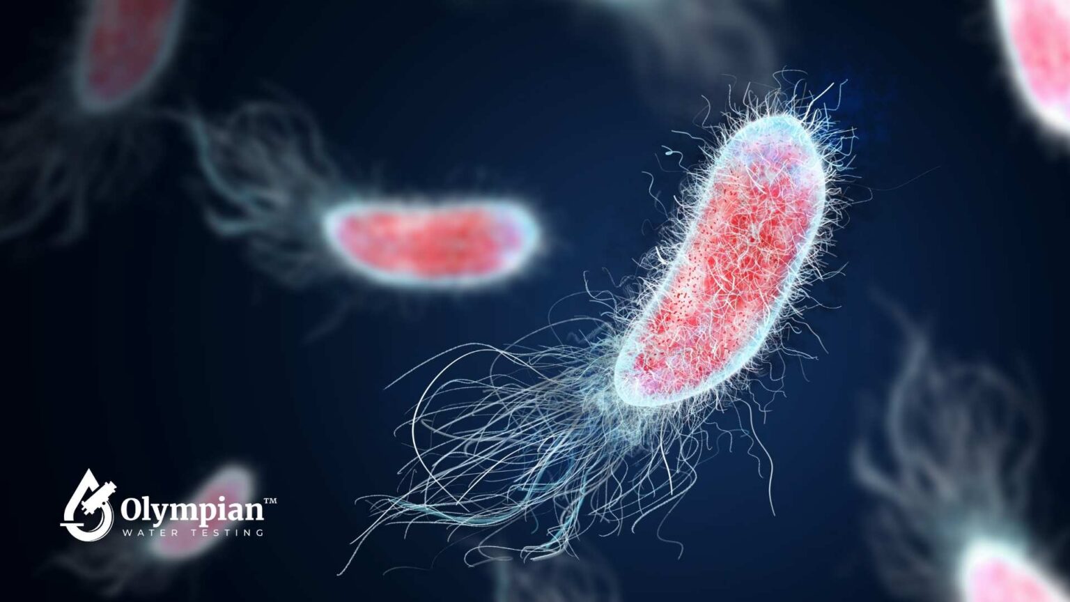 Exploring Iron Bacteria: Causes, Risks, and Treatment - Olympian Water ...