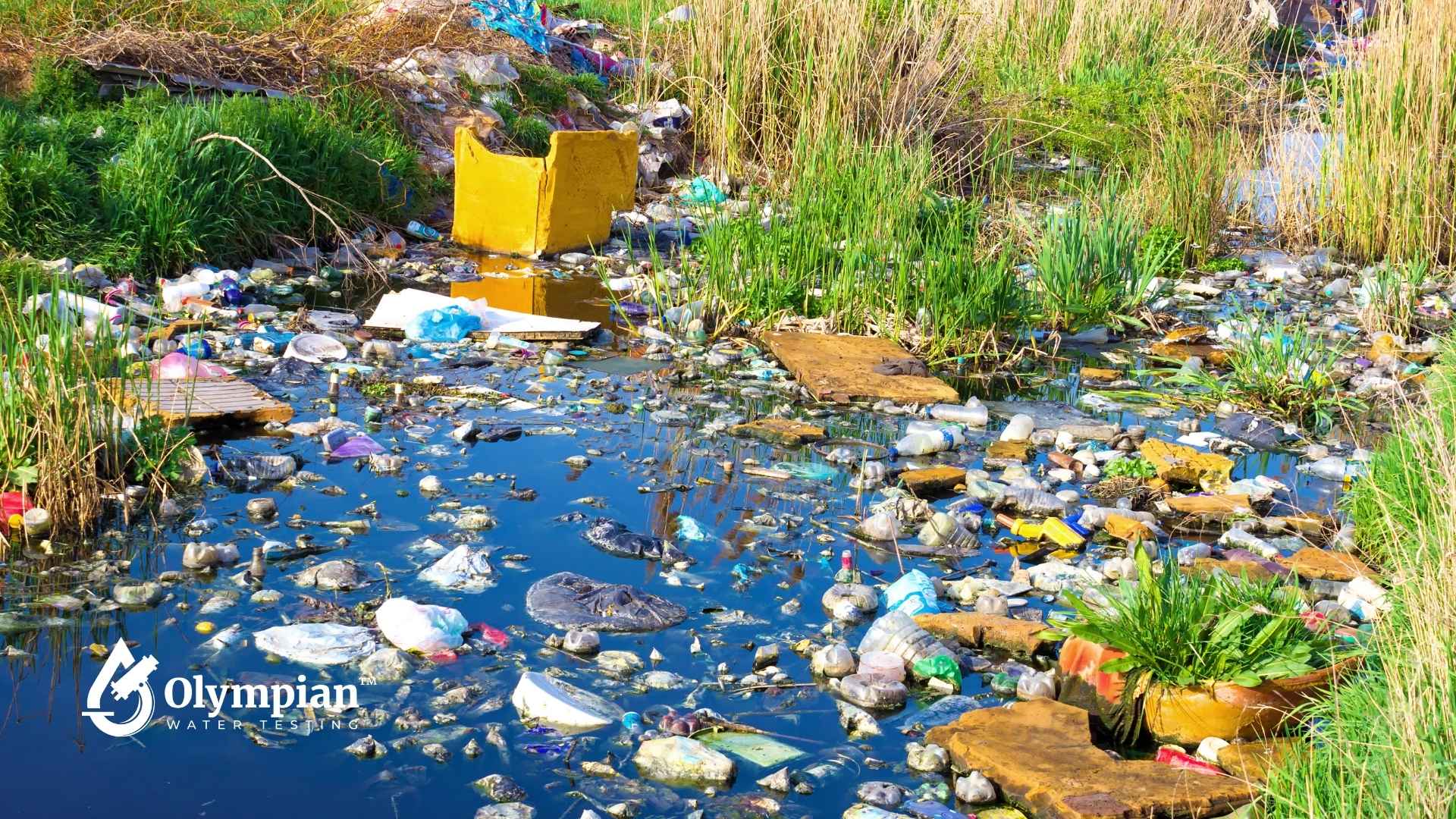 The Effects of Water Pollution on Wildlife and Natural Habitats ...
