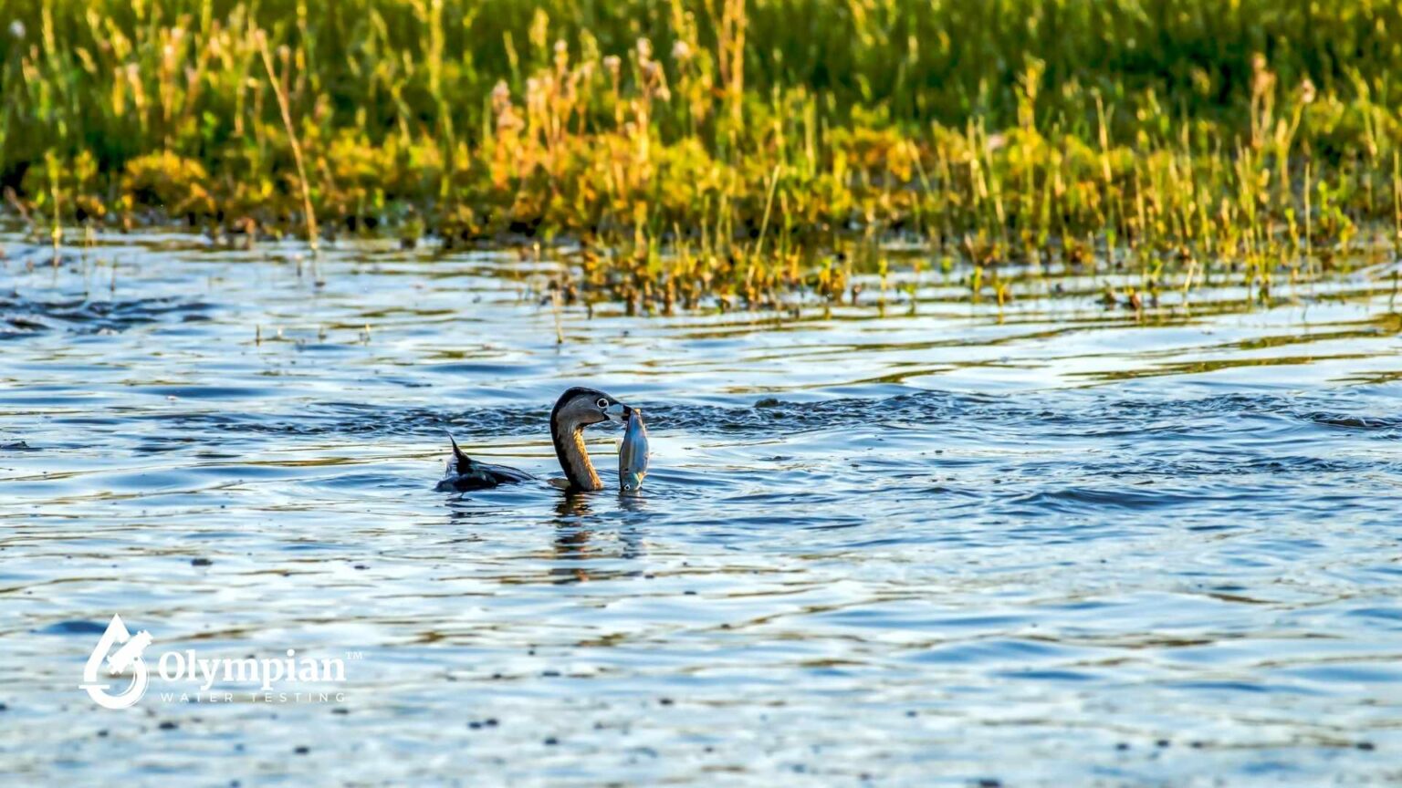 The Effects of Water Pollution on Wildlife and Natural Habitats ...