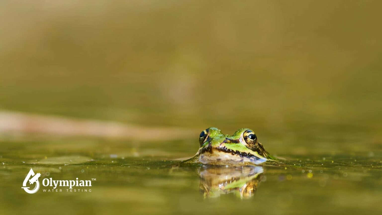 How much water do frogs need and how deep? - Olympian Water Testing, LLC