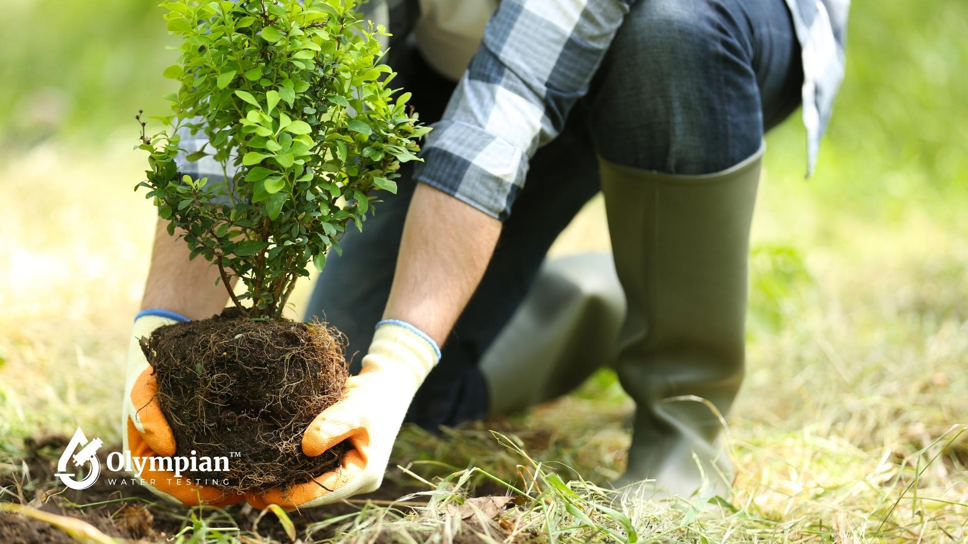 how do trees improve water quality - Olympian Water Testing, LLC