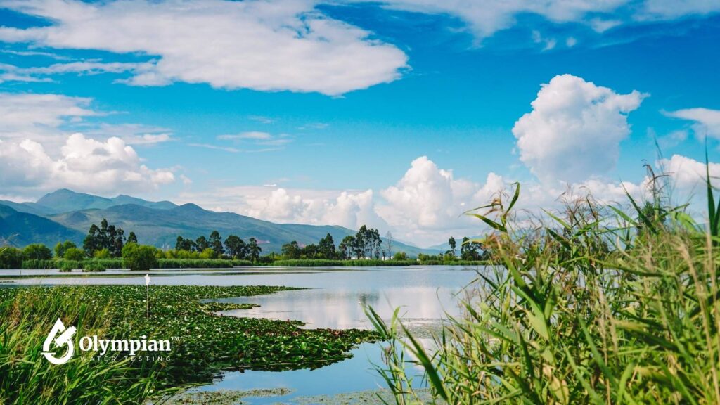 how do wetlands improve water quality - Olympian Water Testing, LLC